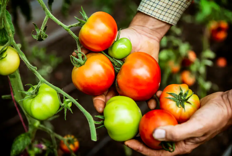 Savoring Summer's Bounty: Celebrating National Fresh Tomato Day on ...
