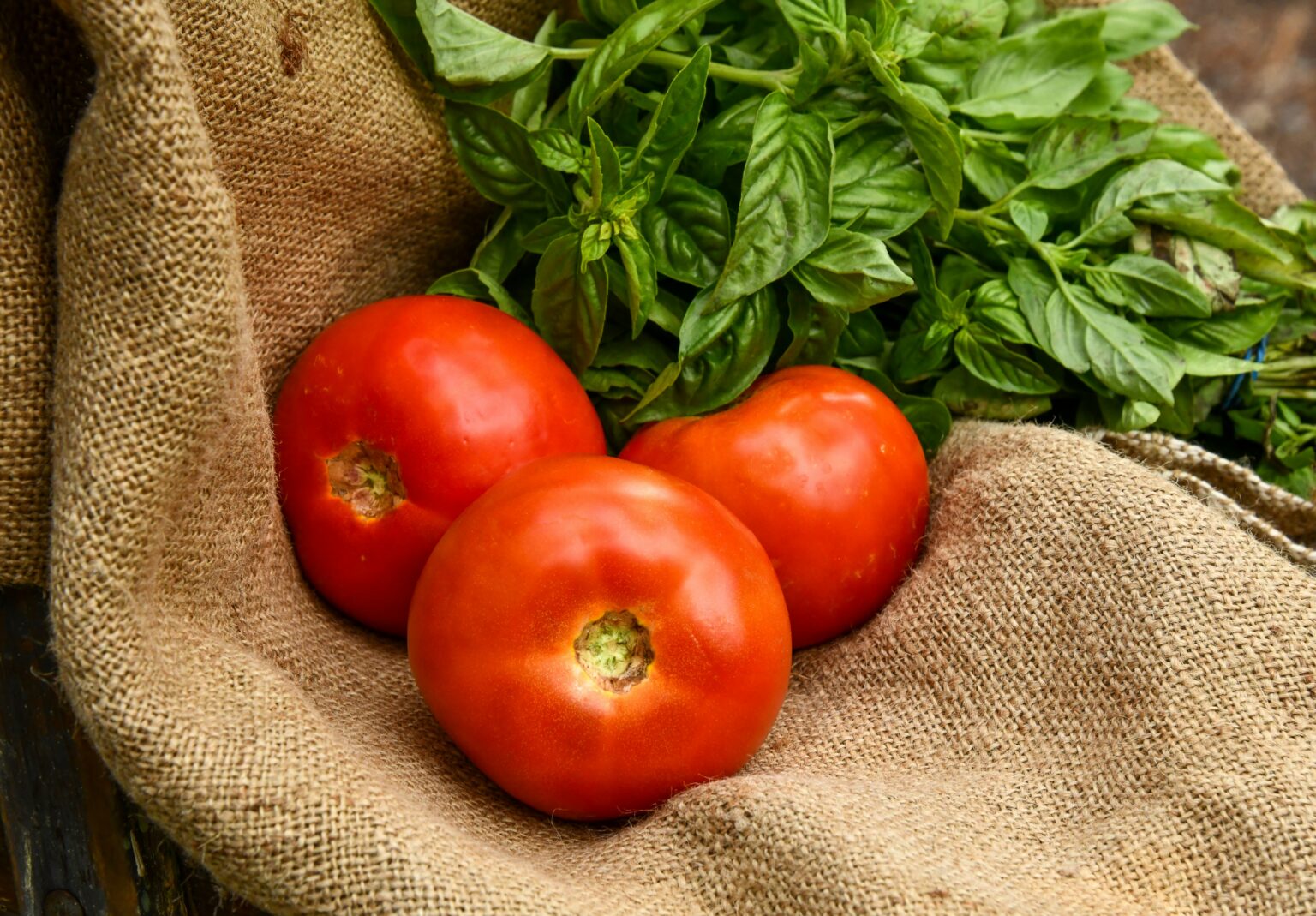 Savoring Summer's Bounty: Celebrating National Fresh Tomato Day on ...